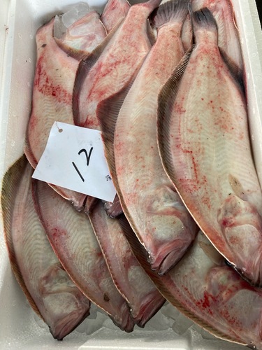 アカガレイ | UUUO(ウーオ)