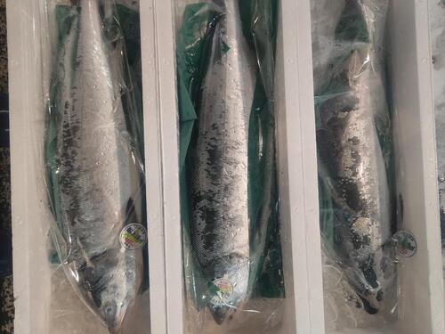 サケ（時不知） | UUUO(ウーオ)