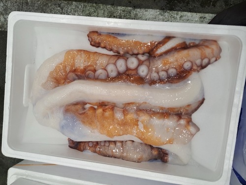 タコ足3/5入約3kg(沿岸) | UUUO(ウーオ)