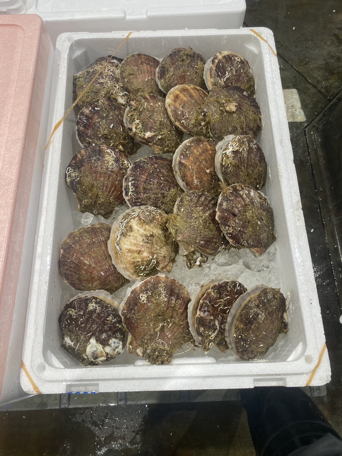 ホタテガイ約3kg | UUUO(ウーオ)