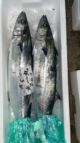 サワラ6-7k3入約6.5kg(釣) | UUUO(ウーオ)