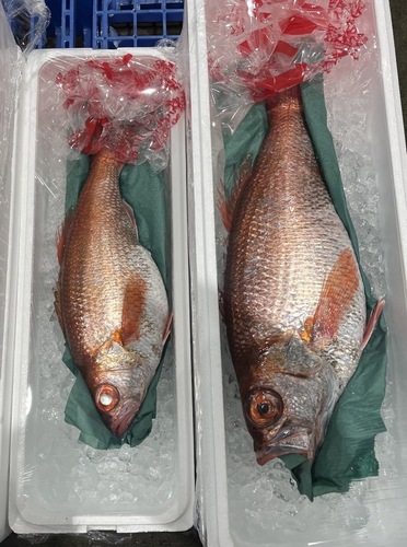 アカムツ1.1/1.5k1入約1kg(釣) | UUUO(ウーオ)