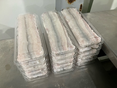 活〆骨切りハモ約7.5kg(底曳) | UUUO(ウーオ)