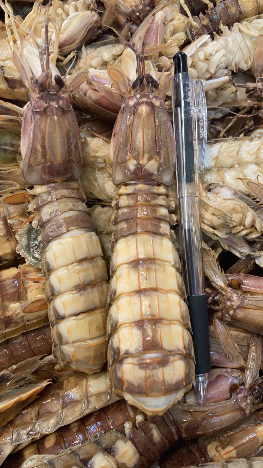 シャコ10入約0.4kg(沿岸) | UUUO(ウーオ)