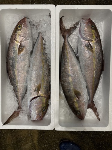 カンパチ7〜8kg仕立て2入約7.8kg(巻網) | UUUO(ウーオ)