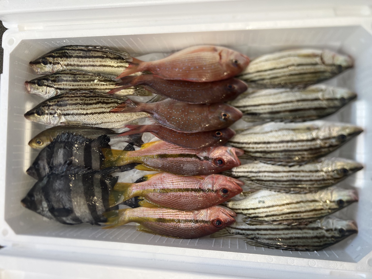 鮮魚BOX約2.9kg(定置) | UUUO(ウーオ)