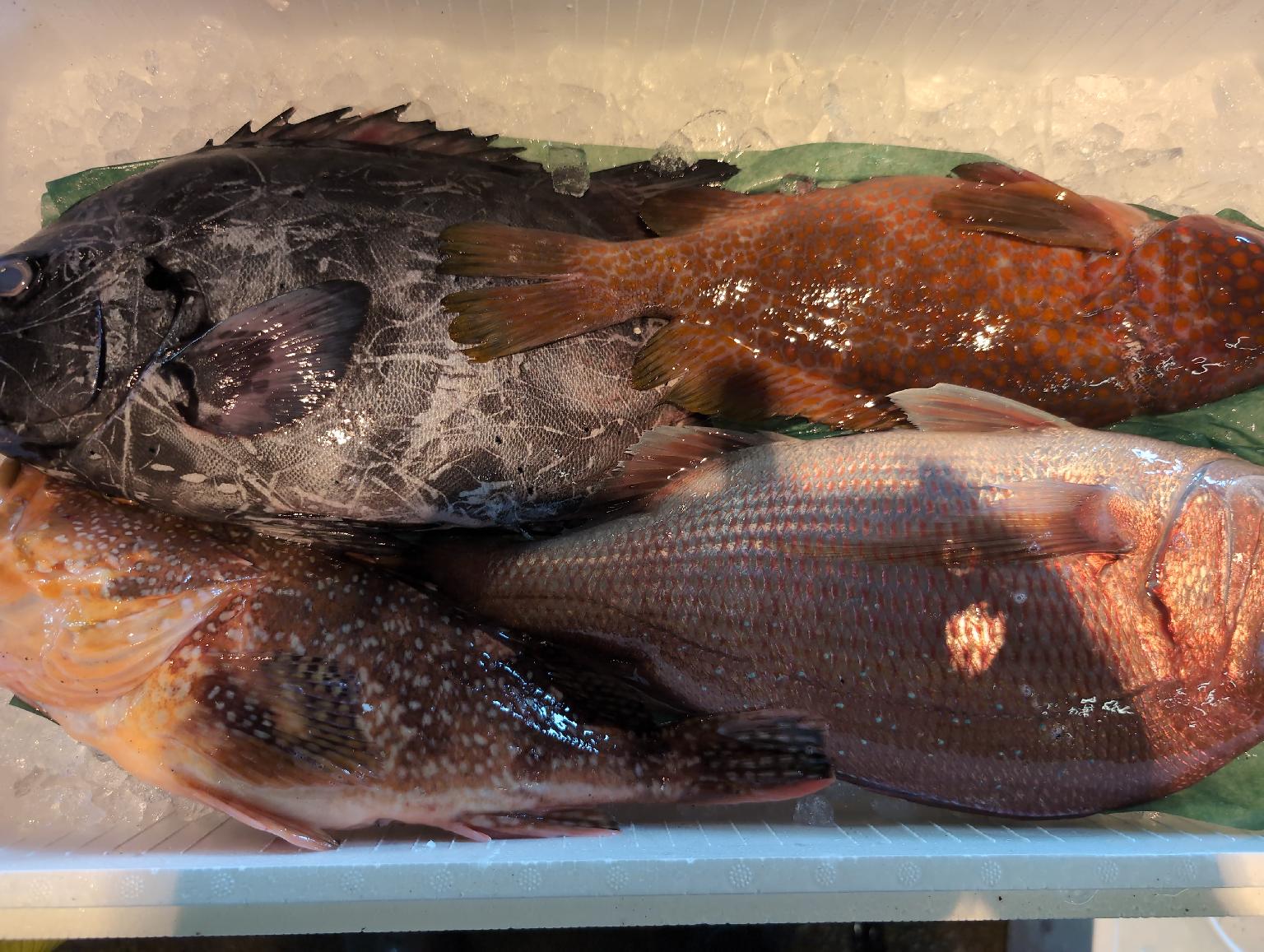 鮮魚BOX4入約3.4kg(釣) | UUUO(ウーオ)