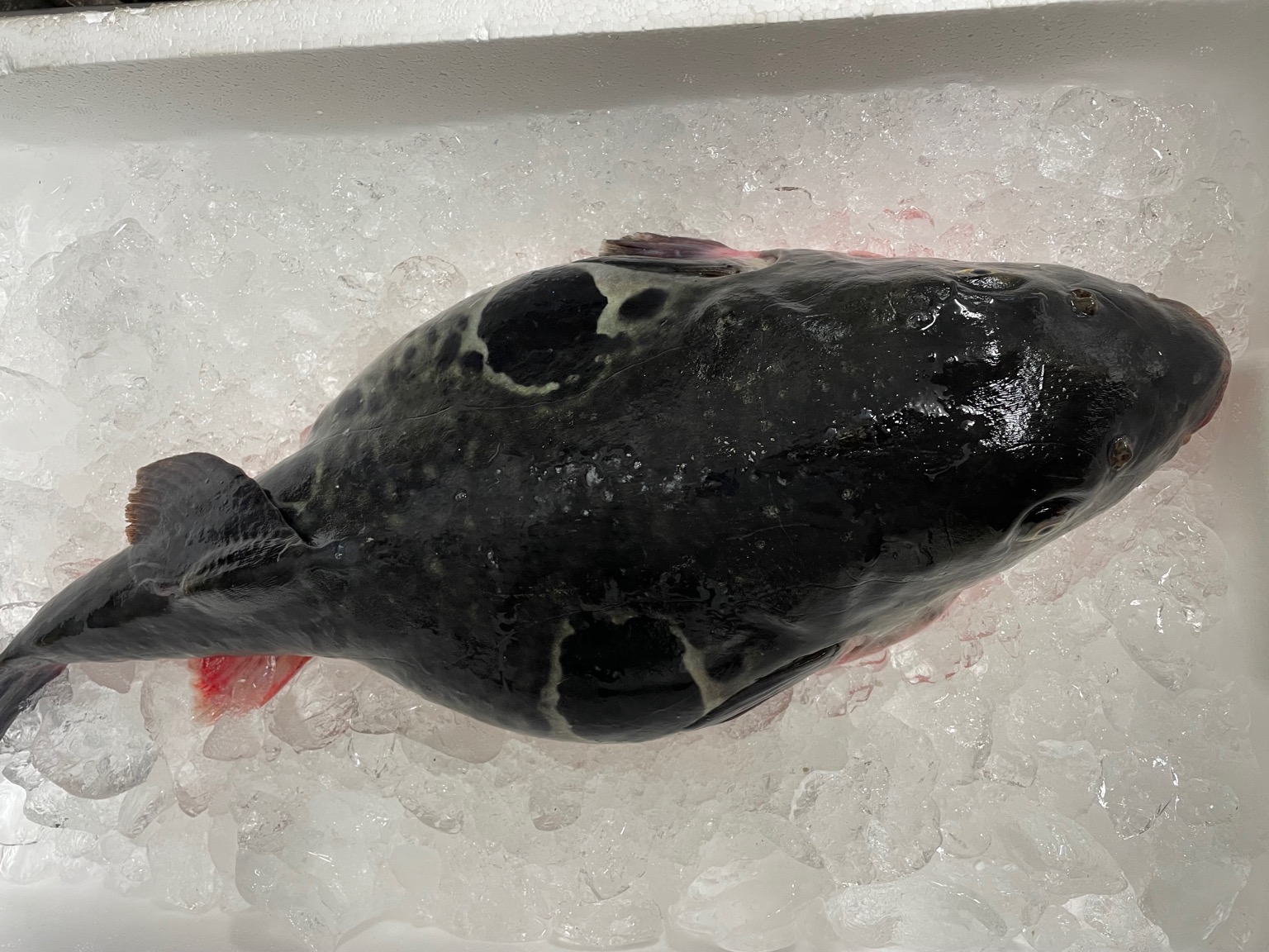 トラフグ(定置) | UUUO(ウーオ)