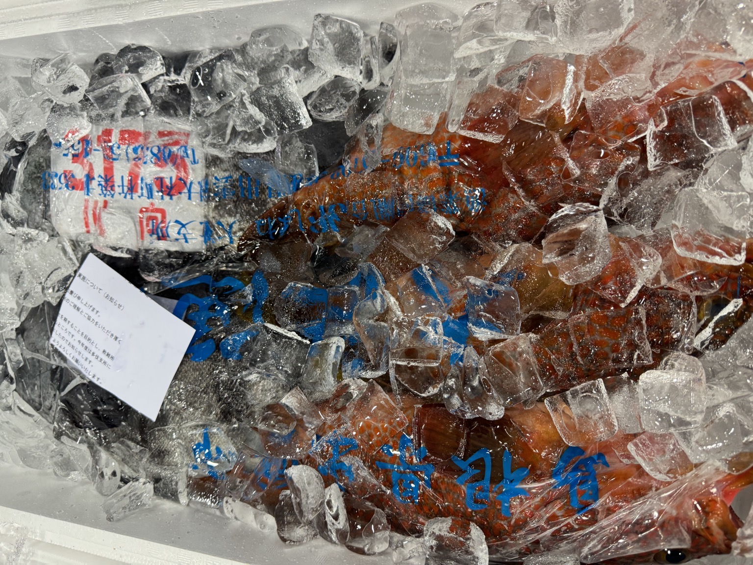 鮮魚BOX5入約5.1kg(刺網) | UUUO(ウーオ)