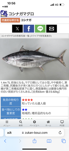 コシナガマグロ7k前後3入約7kg(定置) | UUUO(ウーオ)