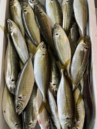 マアジ約7kg(沿岸) | UUUO(ウーオ)