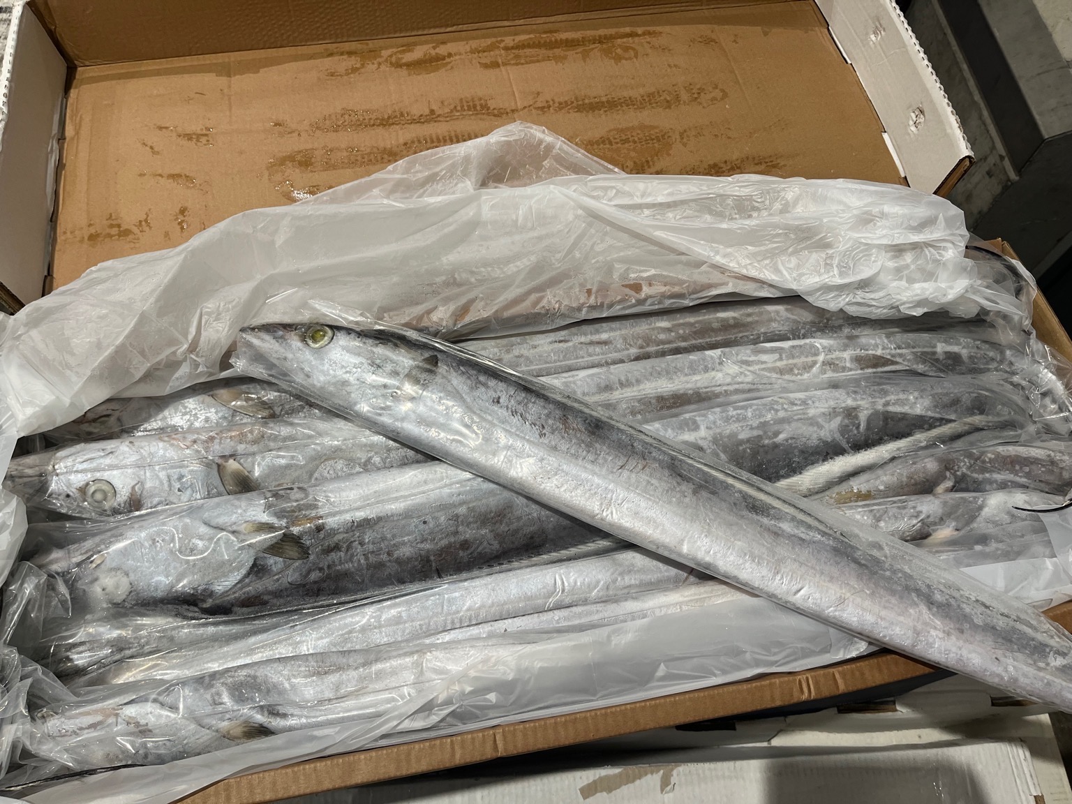 タチウオ約10kg | UUUO(ウーオ)