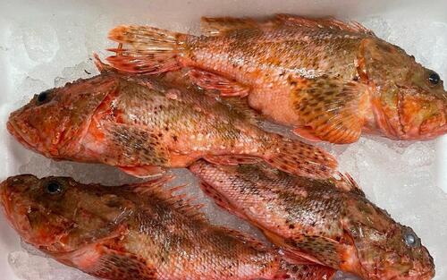 活〆オニカサゴ3k台4/5入約3kg(沿岸) | UUUO(ウーオ)