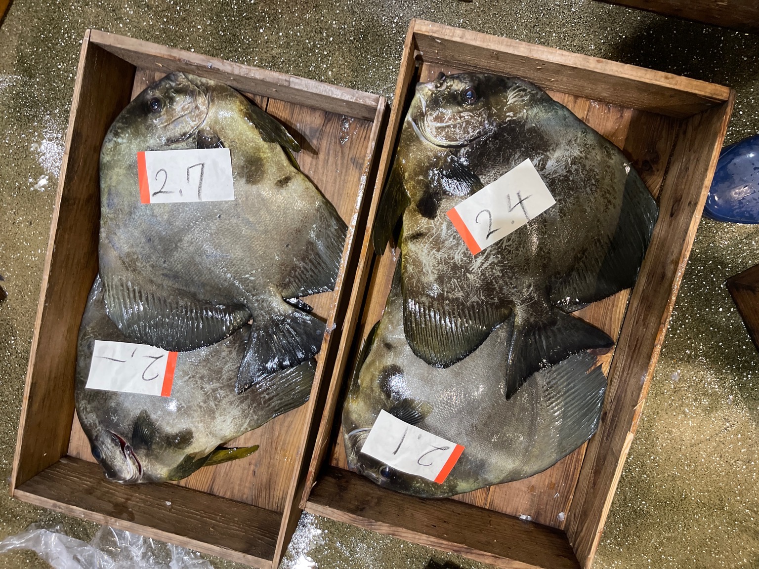 活〆ツバメウオ1入約2.5kg(定置) | UUUO(ウーオ)