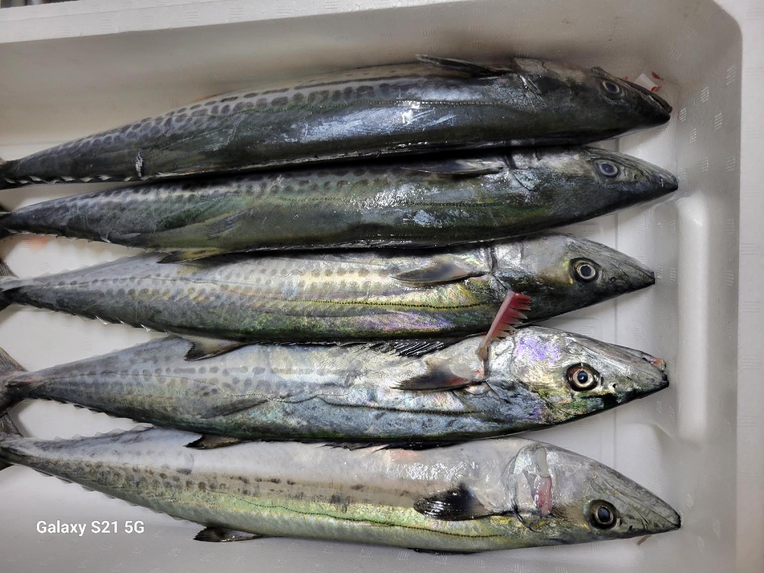 活〆サゴシ0.7～0.78キロ5入約3.68kg | UUUO(ウーオ)