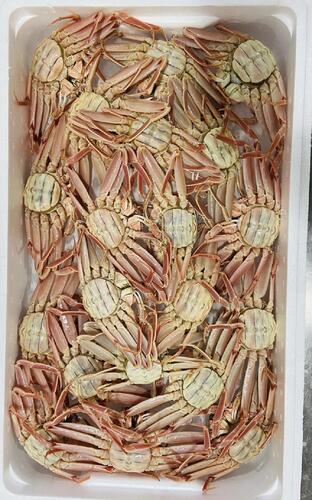 セコガニ15-19入約3kg(沿岸) | UUUO(ウーオ)