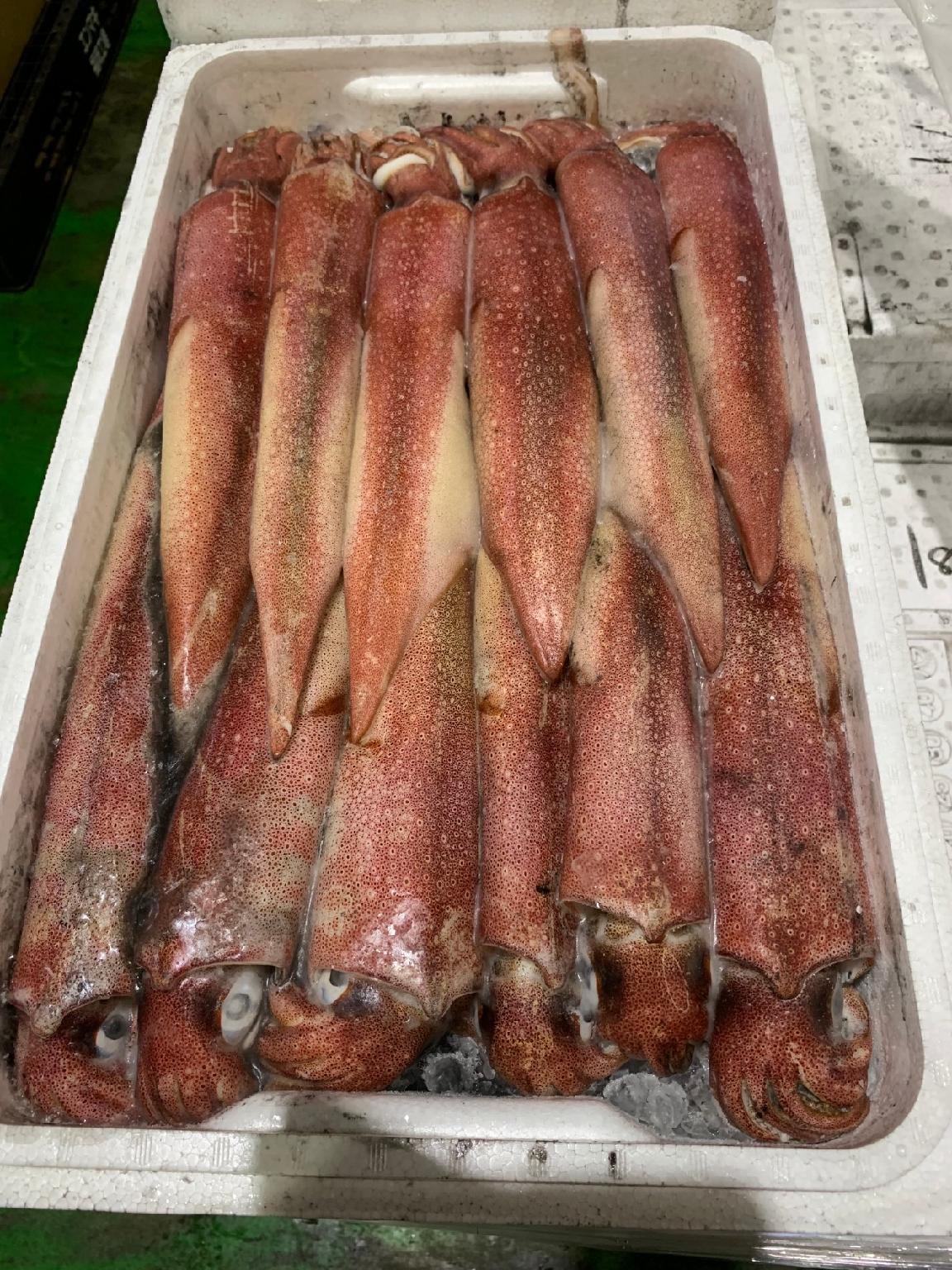 ケンサキイカ(冷凍)2段約4.5kg | UUUO(ウーオ)