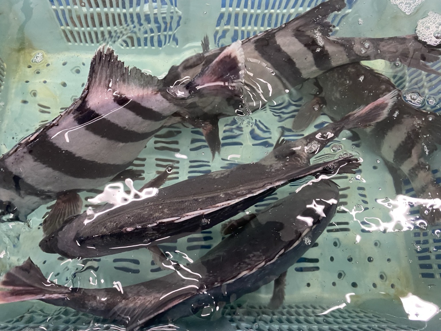 活イシダイ5入約6.5kg(釣) | UUUO(ウーオ)