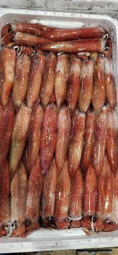 ケンサキイカ3段半約4.5kg(釣) | UUUO(ウーオ)