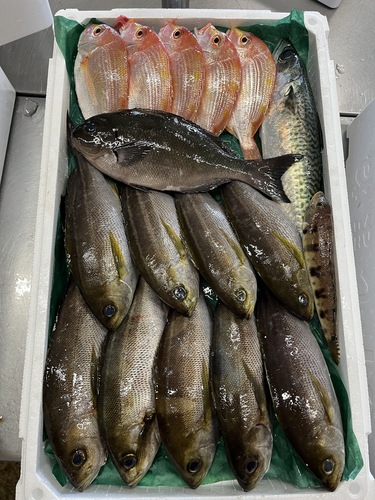 鮮魚BOX | UUUO(ウーオ)