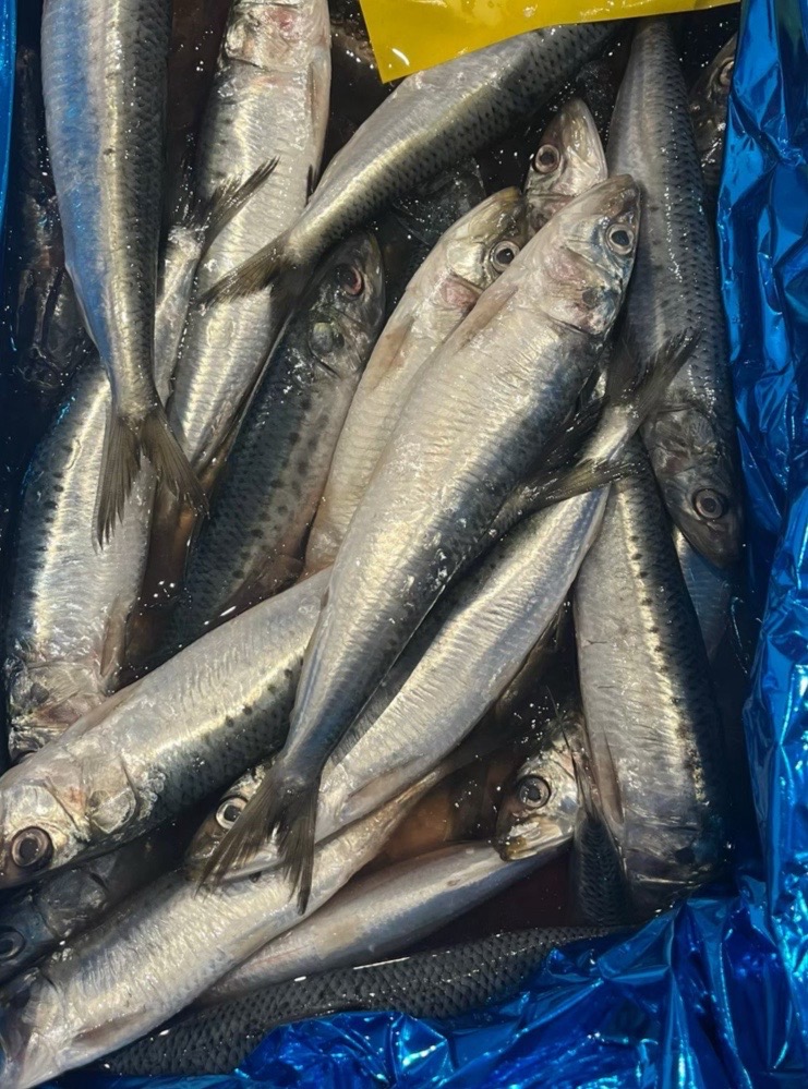 マイワシ62/65入約5kg(巻網) | UUUO(ウーオ)