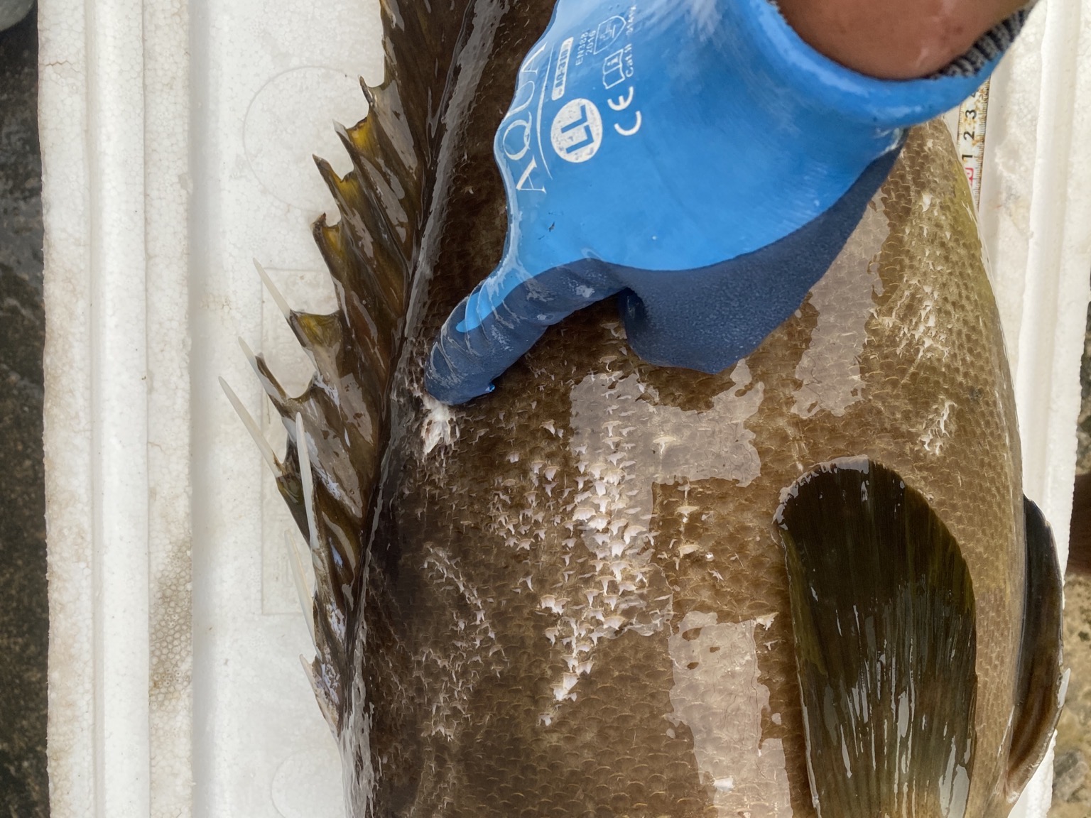 神経〆クエ1入約13.5kg(銛突) | UUUO(ウーオ)