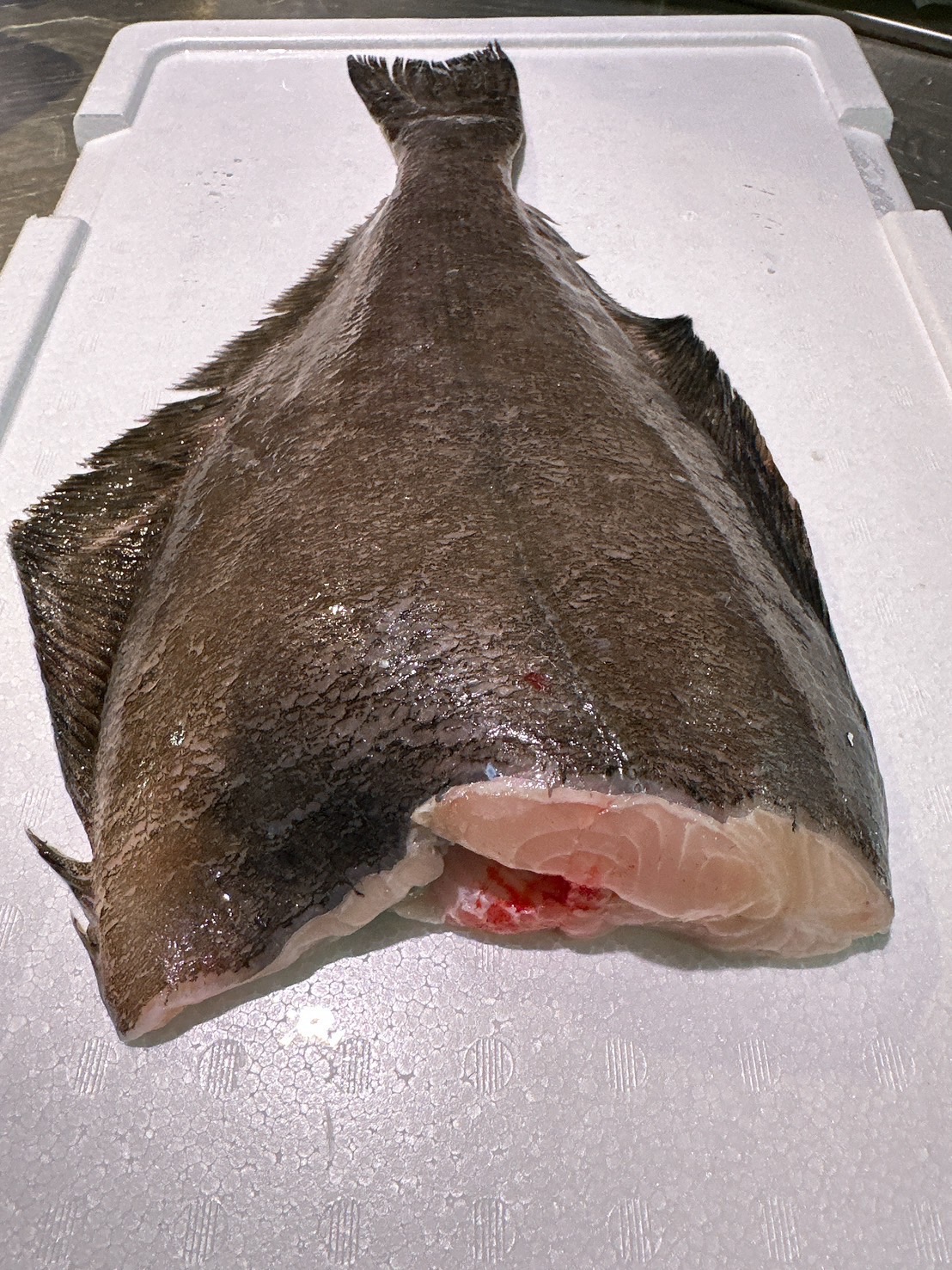 活〆アブラガレイ(釣) | UUUO(ウーオ)