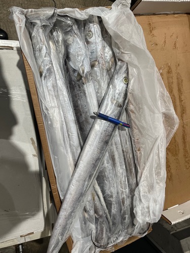 タチウオ約10kg | UUUO(ウーオ)