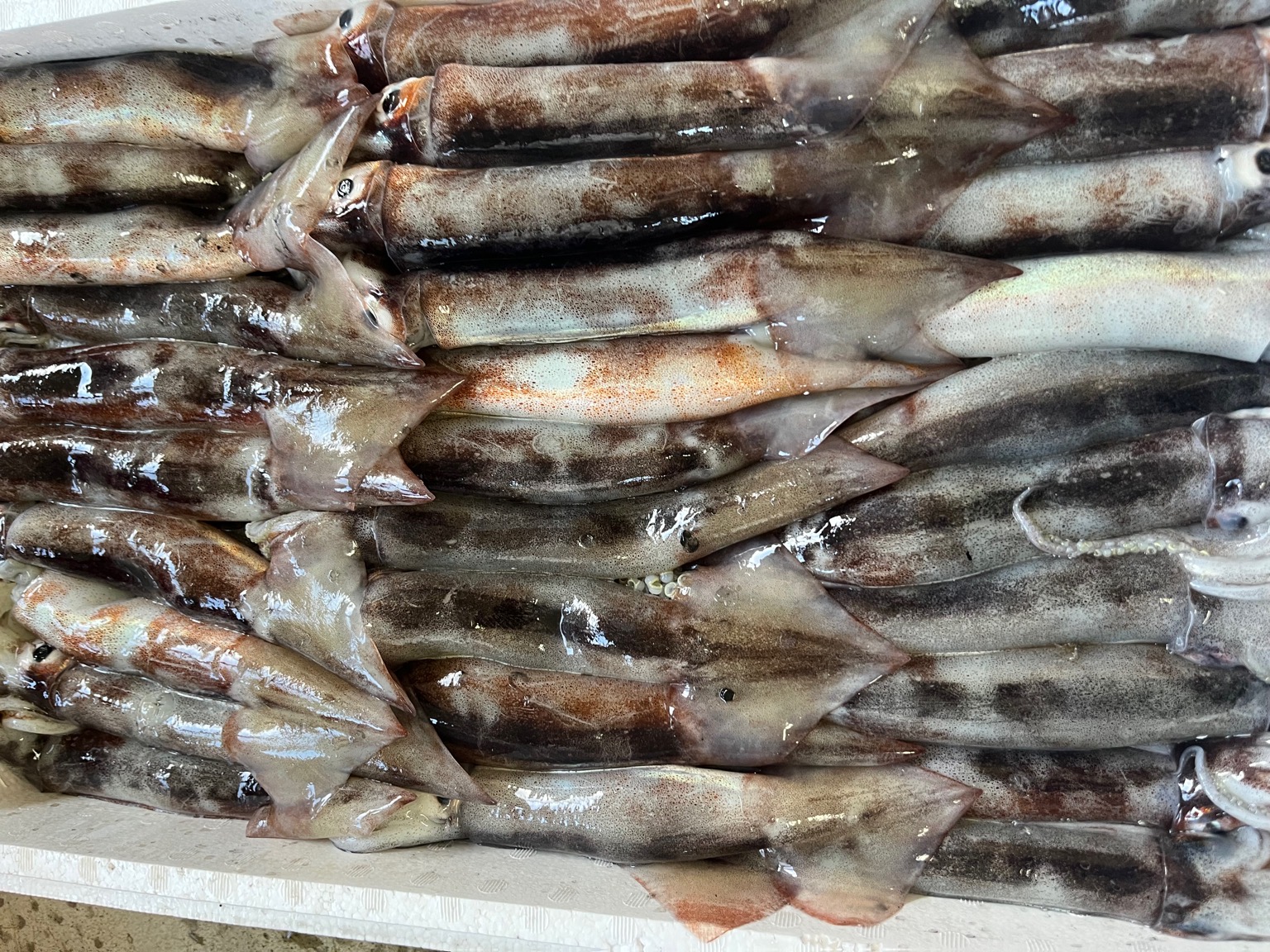 スルメイカ30入約5kg(定置) | UUUO(ウーオ)