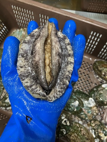 活エゾアワビ(養殖)200g前後10入約2kg | UUUO(ウーオ)