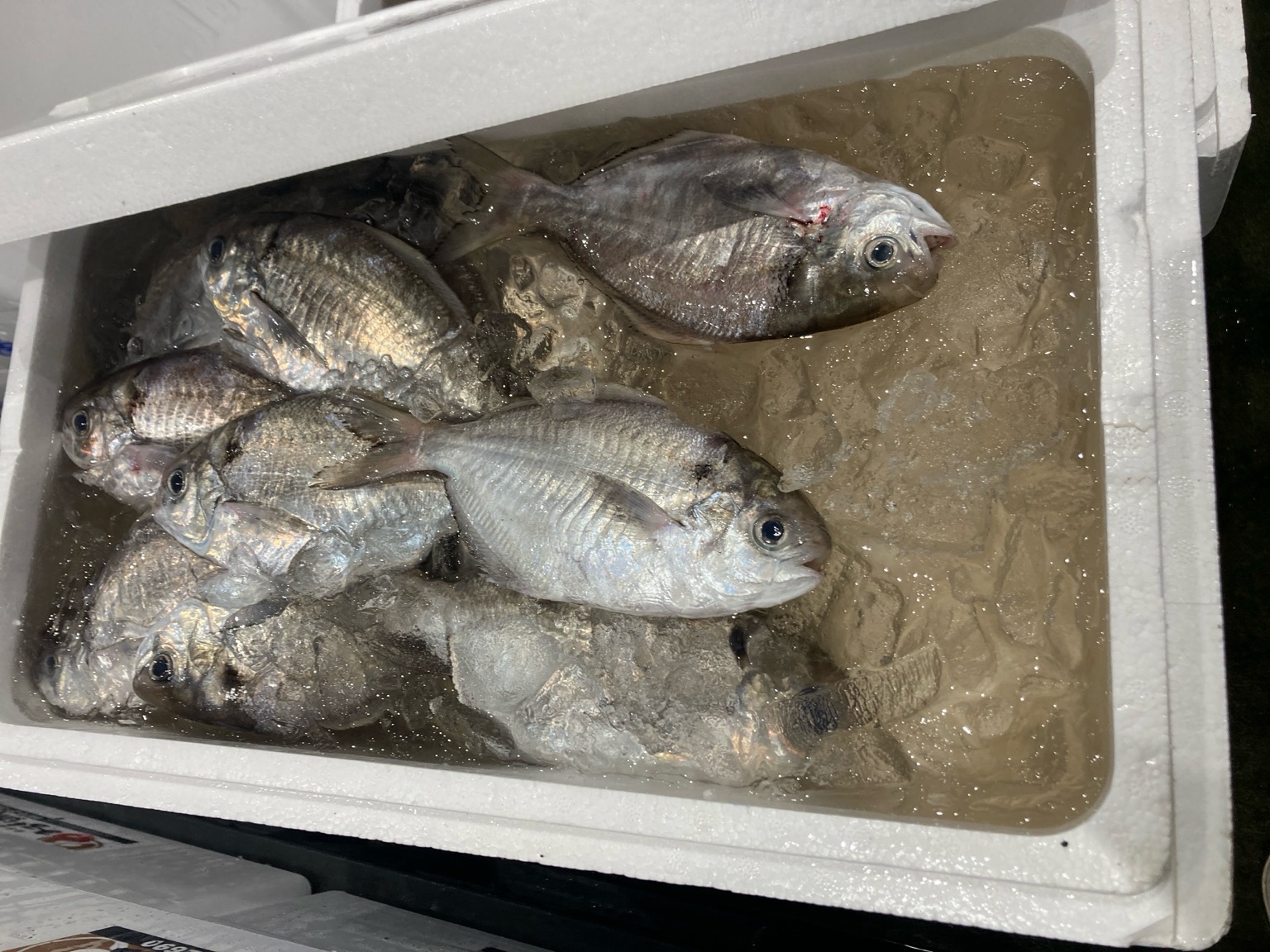 エボダイ19入約4kg(刺網) | UUUO(ウーオ)