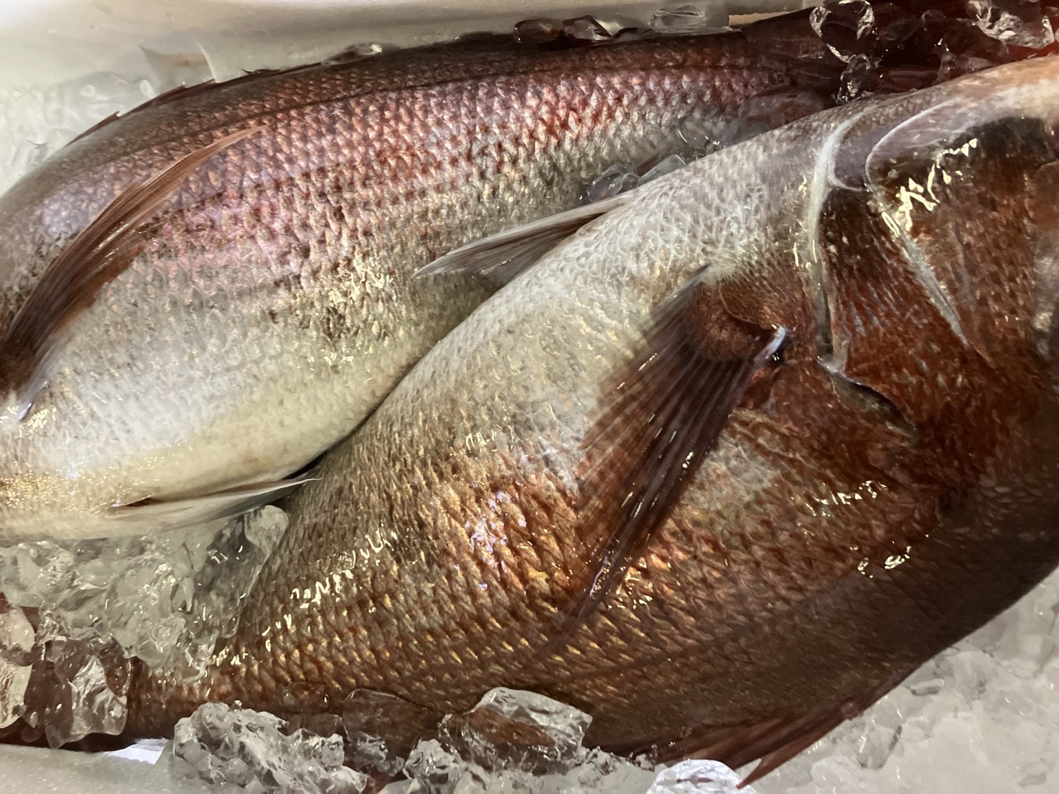 マダイ2入約5kg(底曳) | UUUO(ウーオ)