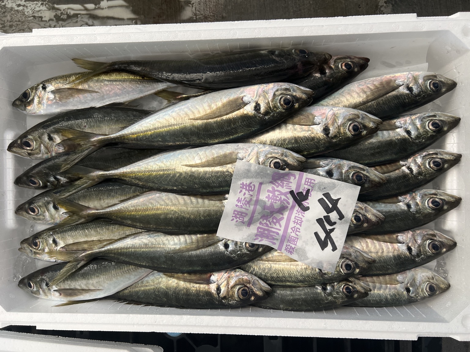 マアジ(定置) | UUUO(ウーオ)