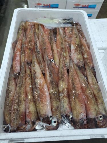 ヤリイカ25-30入約4kg(定置) | UUUO(ウーオ)