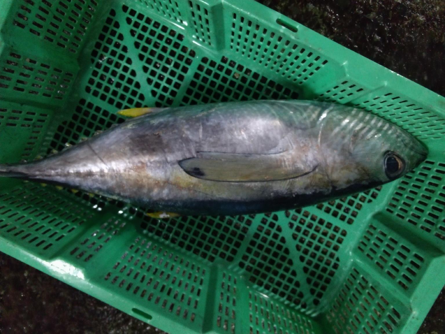 キハダマグロ約1.5〜2.5k3入約6.2kg(釣) | UUUO(ウーオ)
