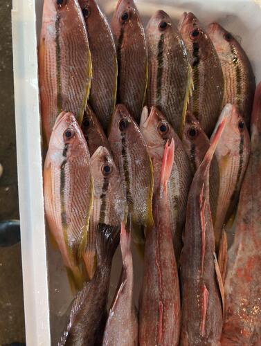 鮮魚BOX18入約5.7kg(定置) | UUUO(ウーオ)