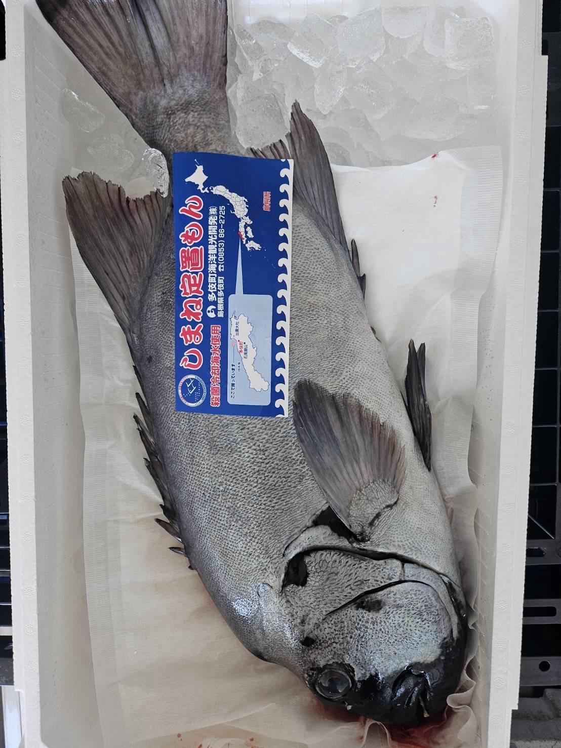 活〆イシダイ(定置) | UUUO(ウーオ)