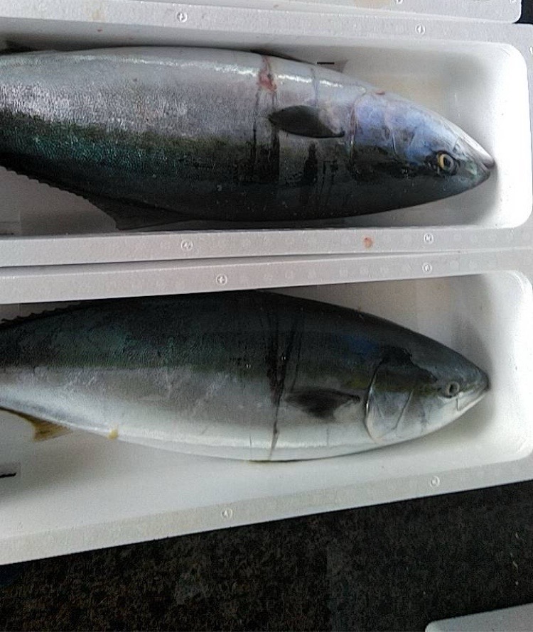 ブリ脂質10-14%9.6.8.1k1入約8.1kg(定置) | UUUO(ウーオ)