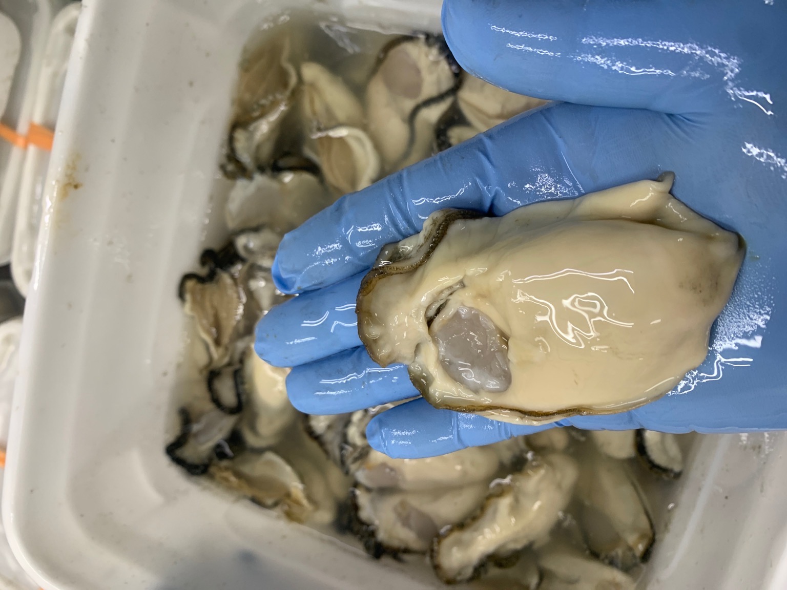 牡蠣（加熱用）特大サイズ5kg1入約5kg(養殖) | UUUO(ウーオ)