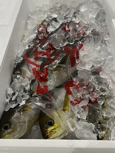 イサキ約20尾約5kg(定置) | UUUO(ウーオ)