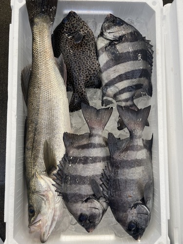 鮮魚BOX | UUUO(ウーオ)