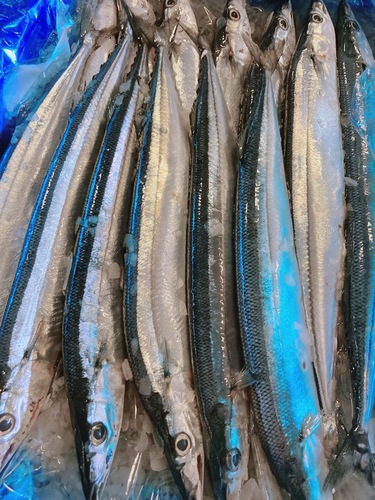 サンマ16入約2kg(底曳) | UUUO(ウーオ)