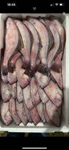 アカガレイ | UUUO(ウーオ)