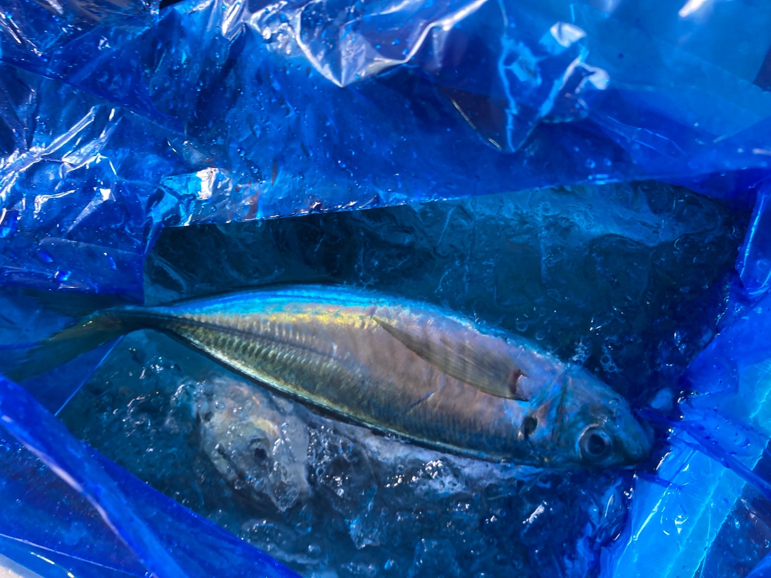 マアジ23.26入約5kg(定置) | UUUO(ウーオ)