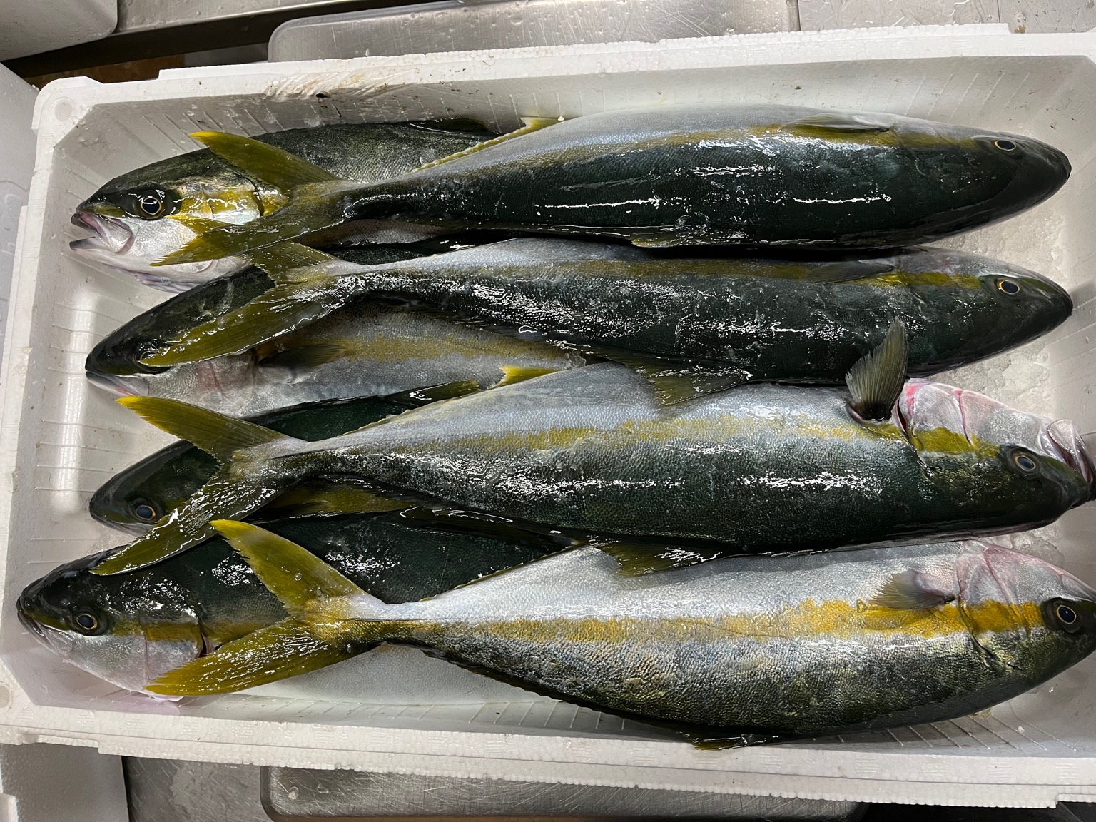 ヒラマサ6k前後6入約6kg(定置) | UUUO(ウーオ)