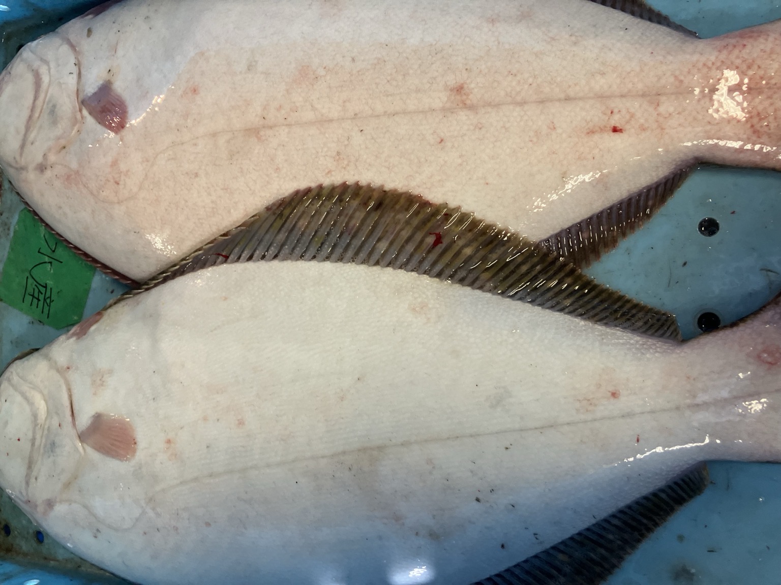 活〆ヒラメ1,5kg up / 3入約4.5kg(定置) | UUUO(ウーオ)