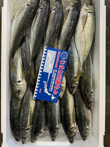 マアジ14入約5.3kg(定置) | UUUO(ウーオ)