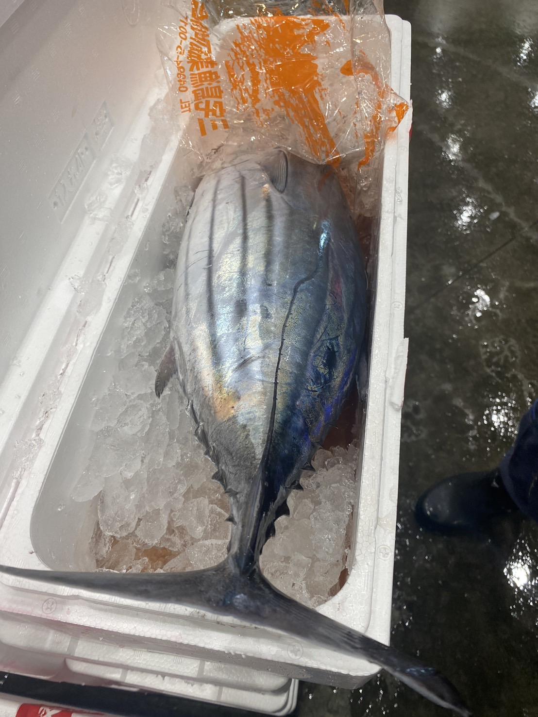 カツオ1入約4kg | UUUO(ウーオ)