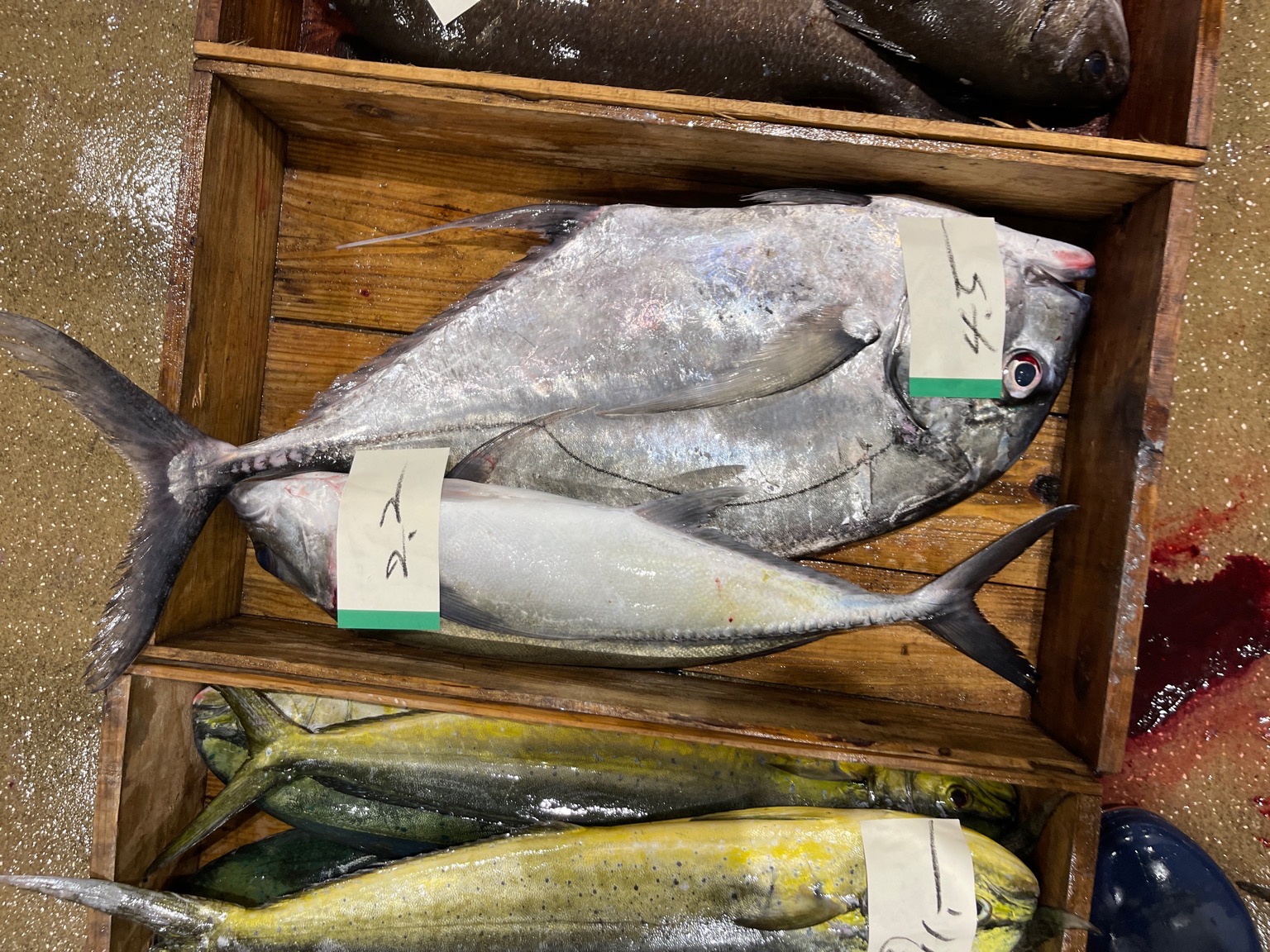 イトヒキアジ2入約5.1kg(定置) | UUUO(ウーオ)