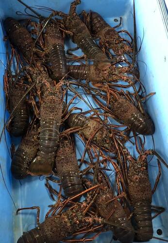 伊勢海老約500〜700g前後4入約2.4kg | UUUO(ウーオ)